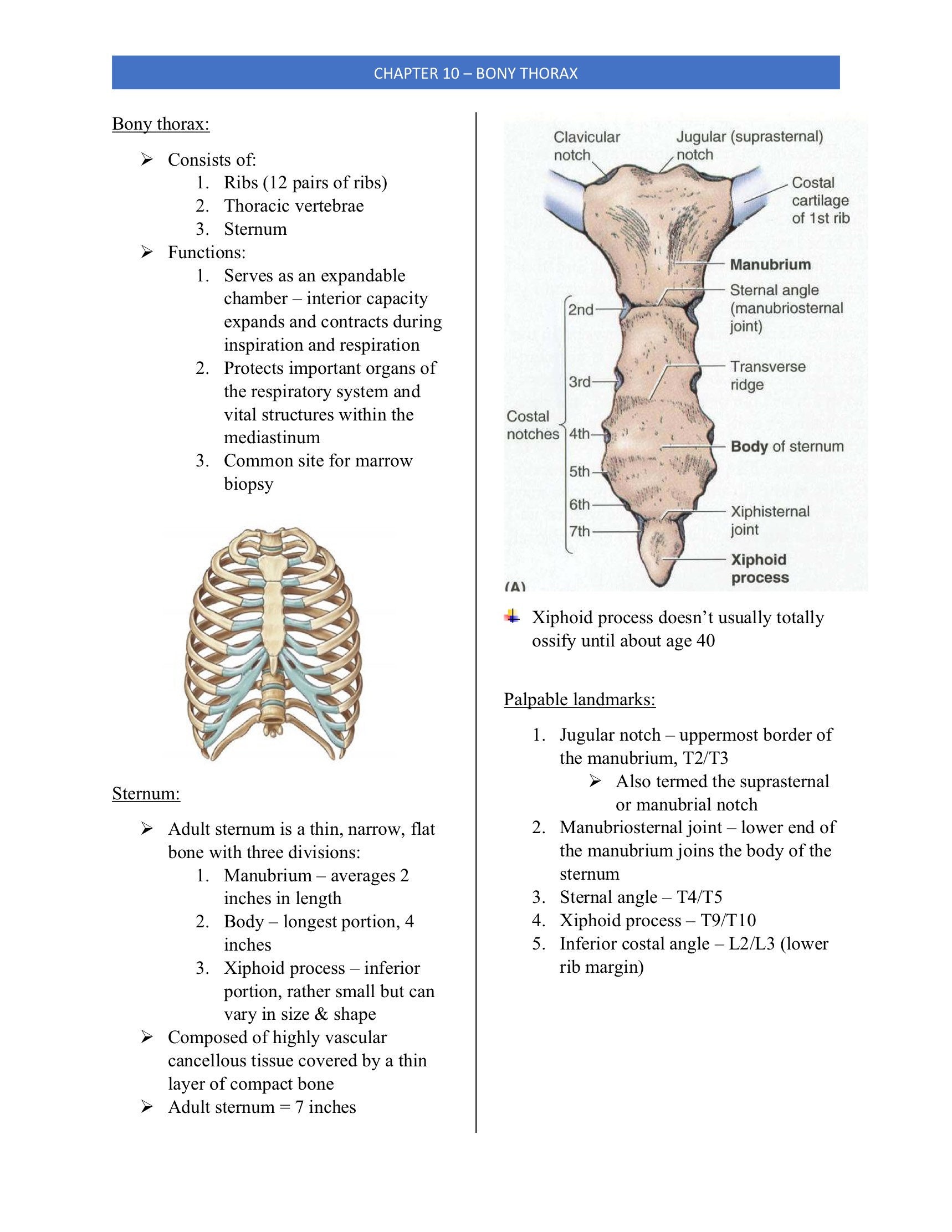 Radiology Notes - Bony Thorax (thoracic Cavity) - Etsy
