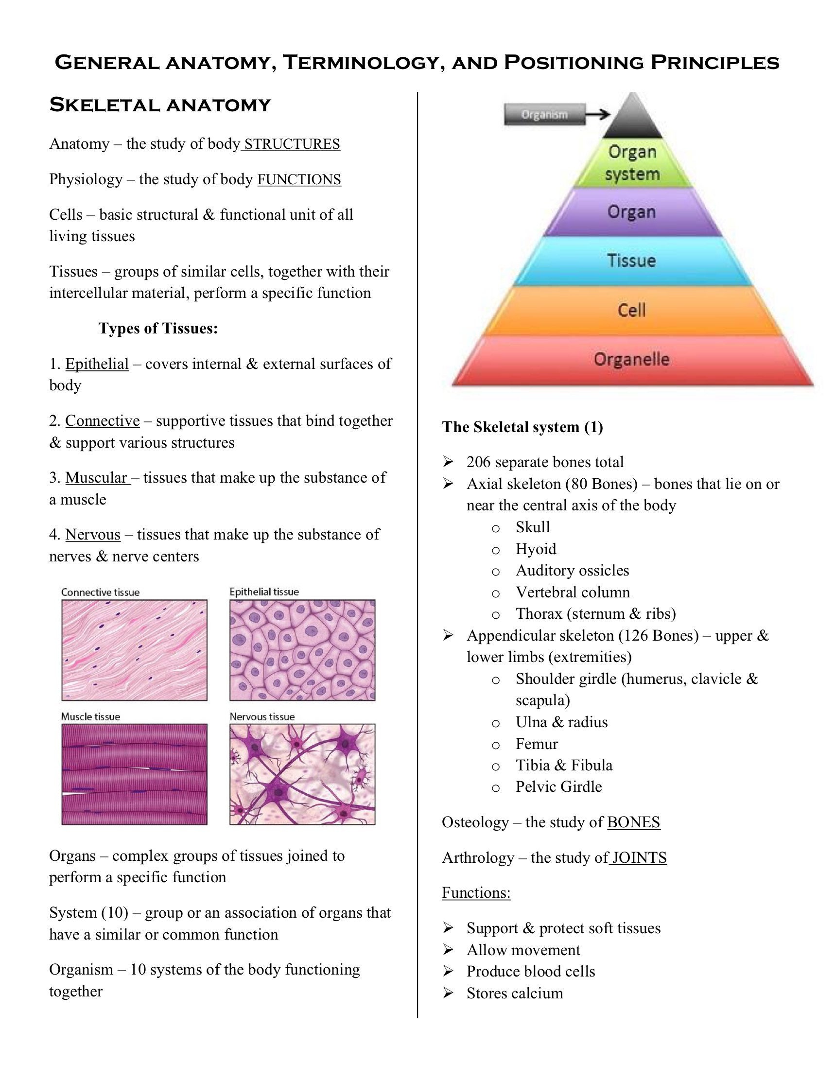 Radiology Notes - Intro to Radiology - Etsy