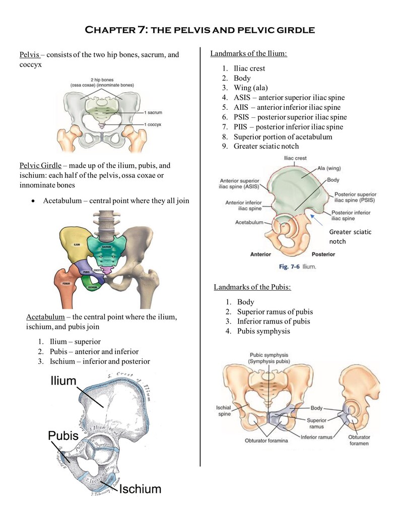 Radiology Notes - PELVIC GIRDLE - Etsy