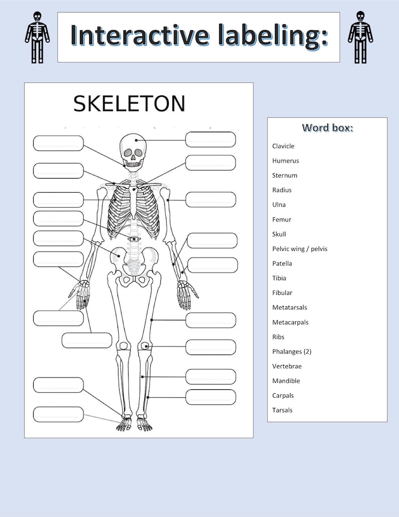 Human Skeleton Labeling - Etsy