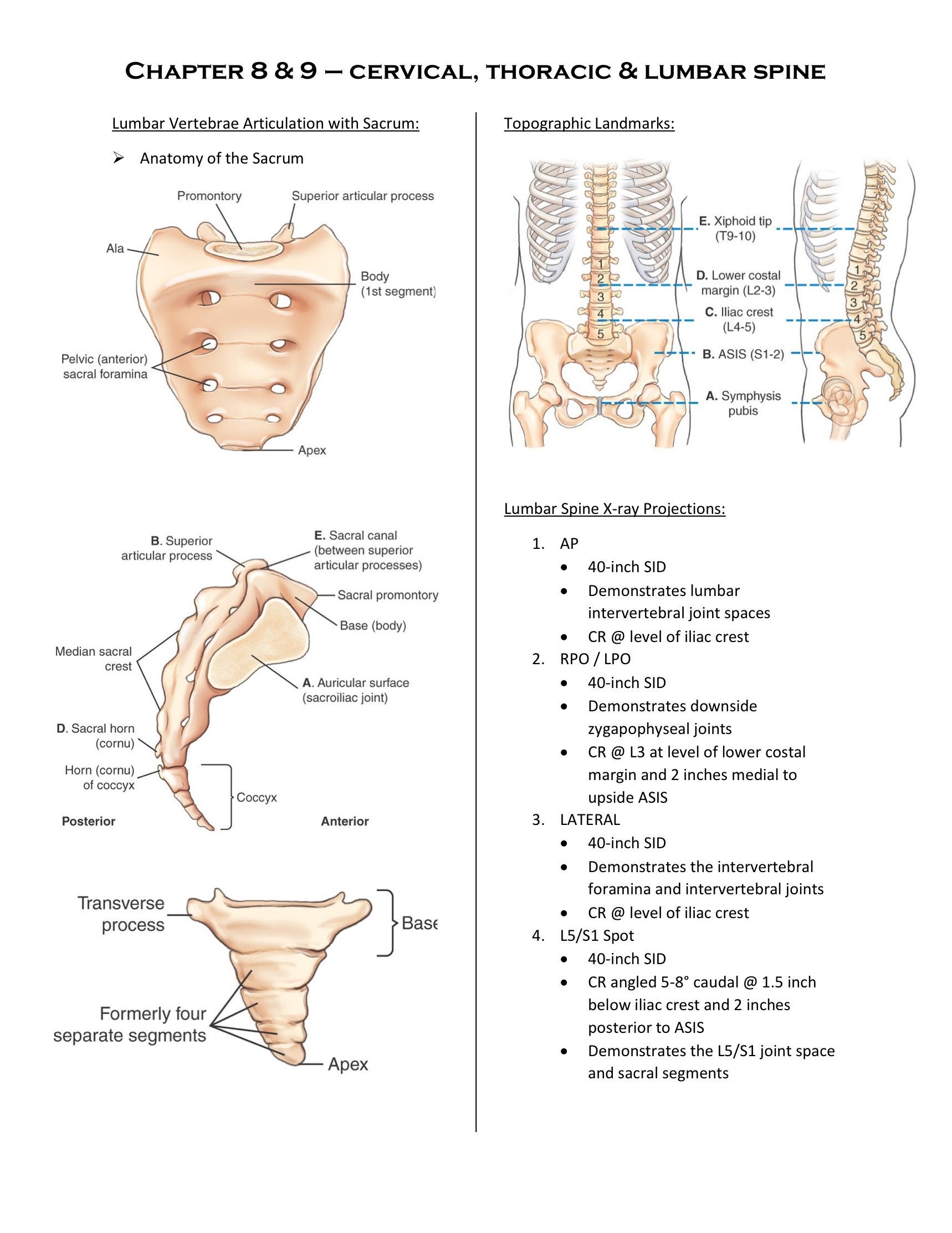 Radiology Notes - SPINE - Etsy