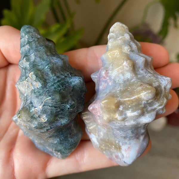 Conch Seashell - Etsy