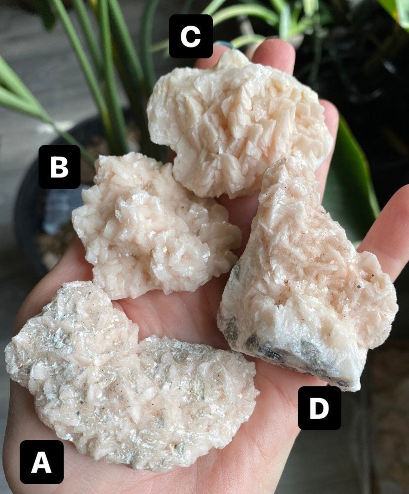 Pink Dolomite Raw Crystal Natural Dolomite Mineral Specimen - Etsy