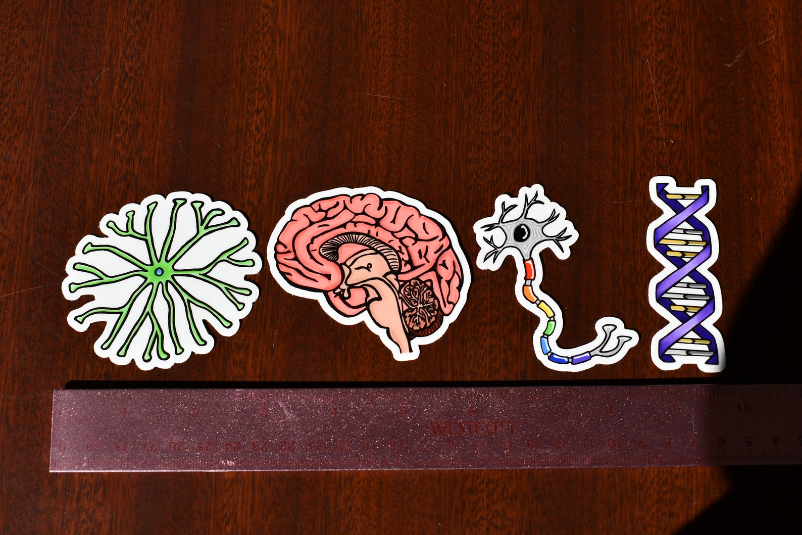 Paquete de neurociencia Sticker 4 cerebro neurona | Etsy