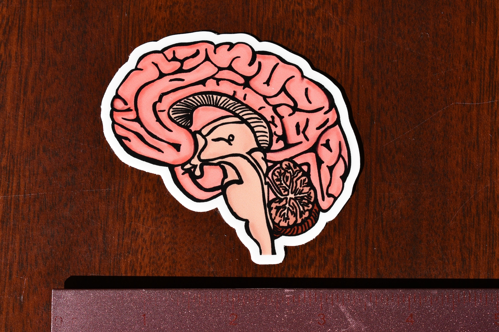 Brain Sticker Neuroscience laptop decals vinyl die cut | Etsy