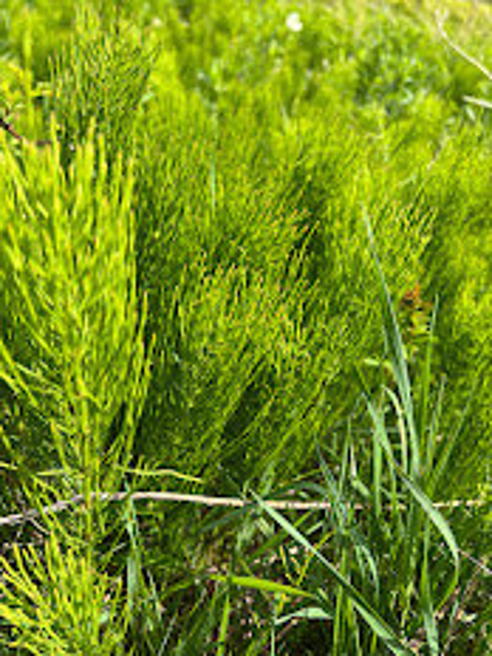 Horsetail Shavegrass Wildcrafted 1 Oz - Etsy