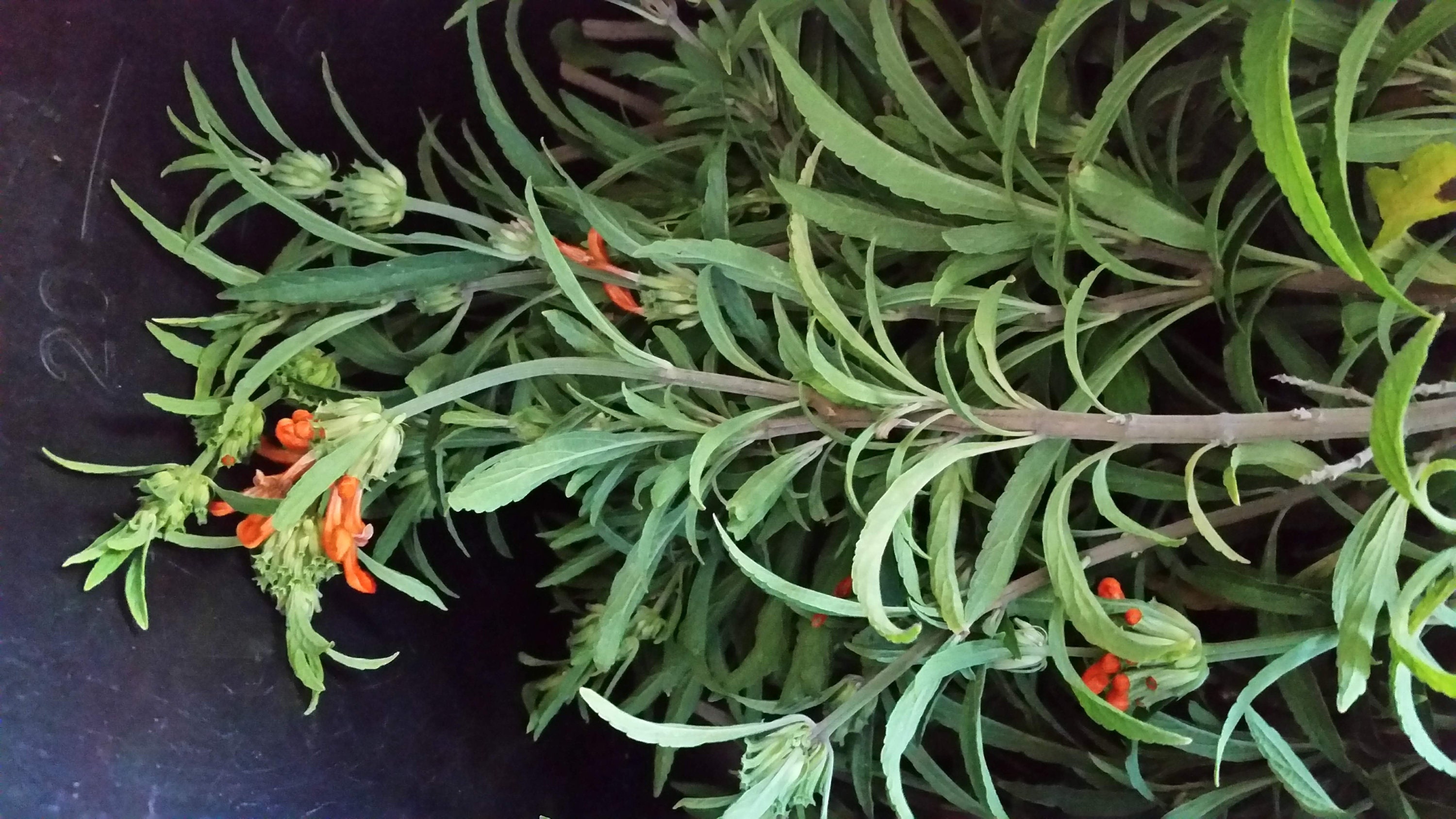 Wild Dagga Leaf and Flower Organic Herb .5 OZ | Etsy