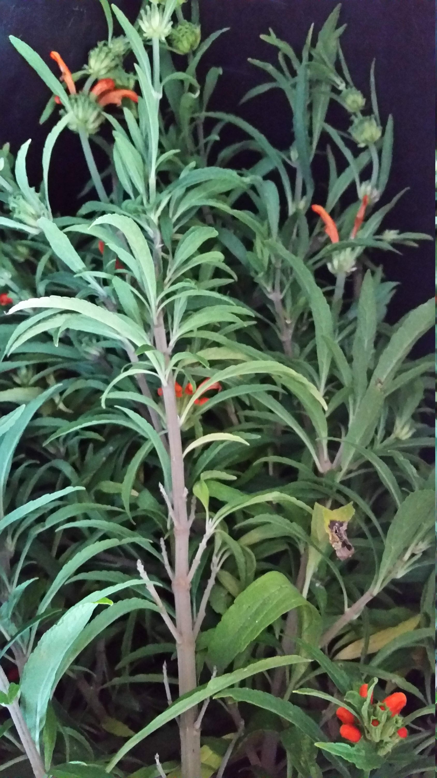 Wild Dagga Leaf and Flower Organic Herb .5 OZ | Etsy