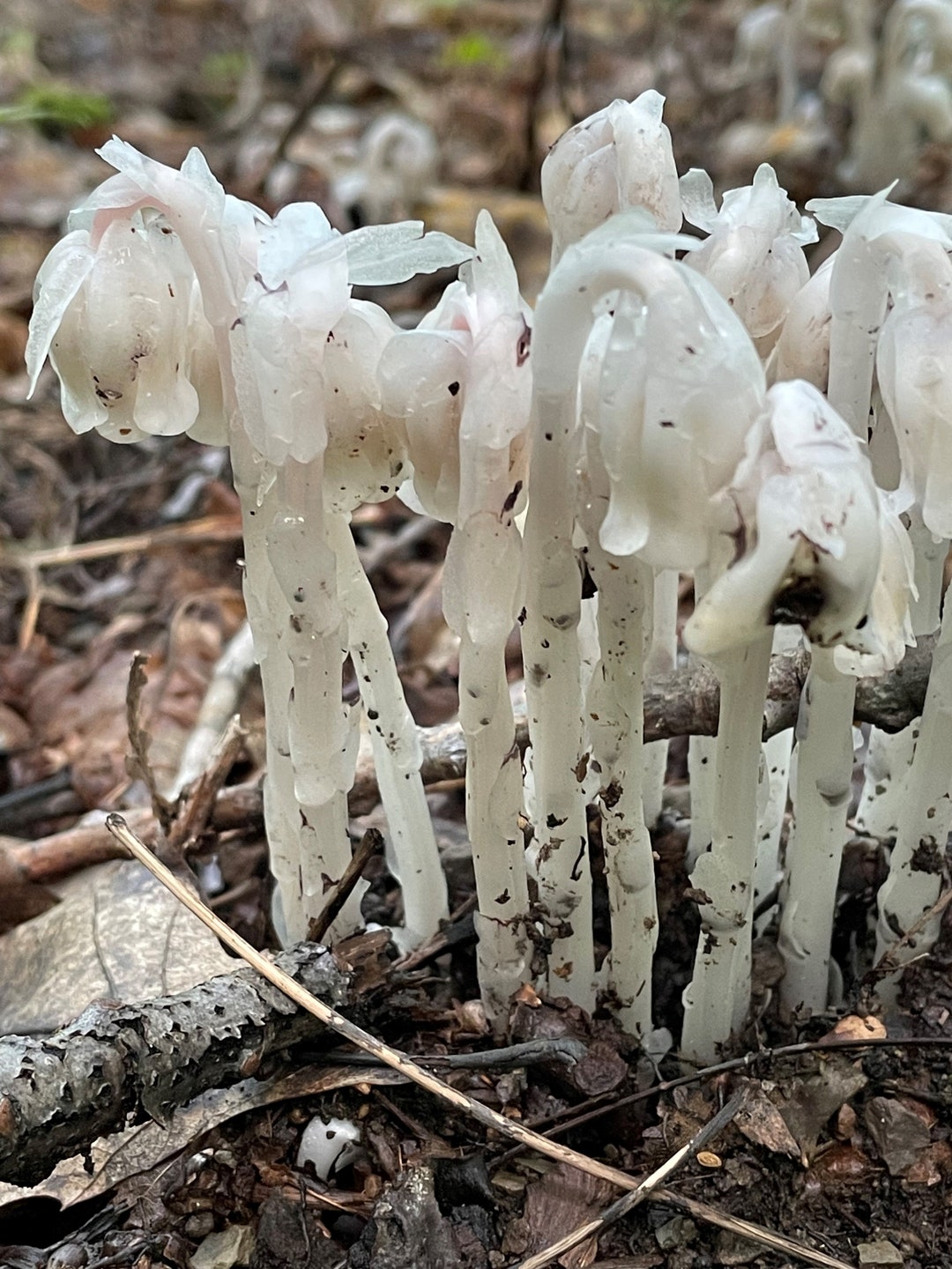 Ghost Plant Indian Pipe Monotropa Uniflora Dehydrated Herb - Etsy