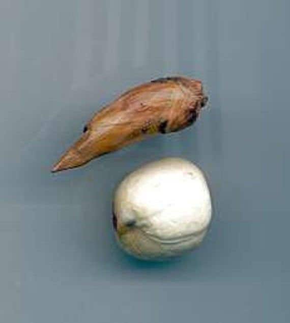 Adam and Eve Root A Pair | Etsy