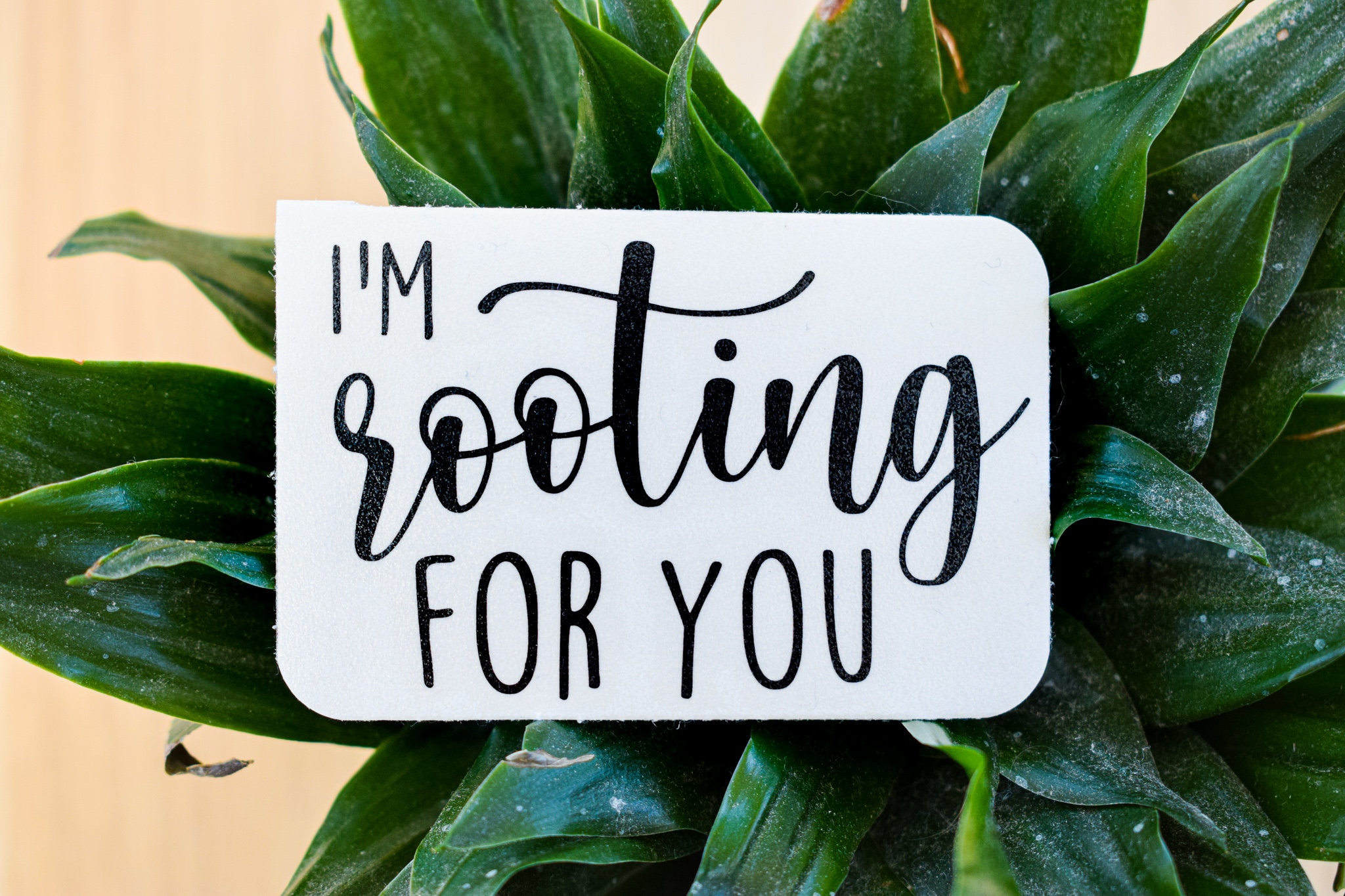 I'm Rooting for You PLANTER DECAL ONLY | Inspirational or Get Well ...