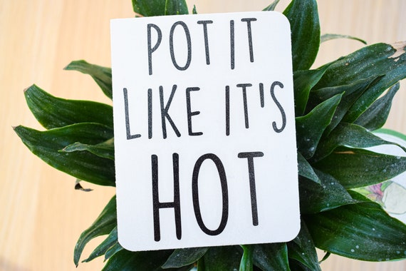 Pot It Like It's Hot PLANTER DECAL ONLY Plant Pun | Etsy