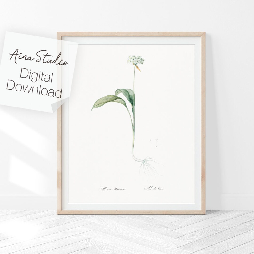 Herbarium Art Print 02_ramsons, Digital Download, Printable Wall Art ...