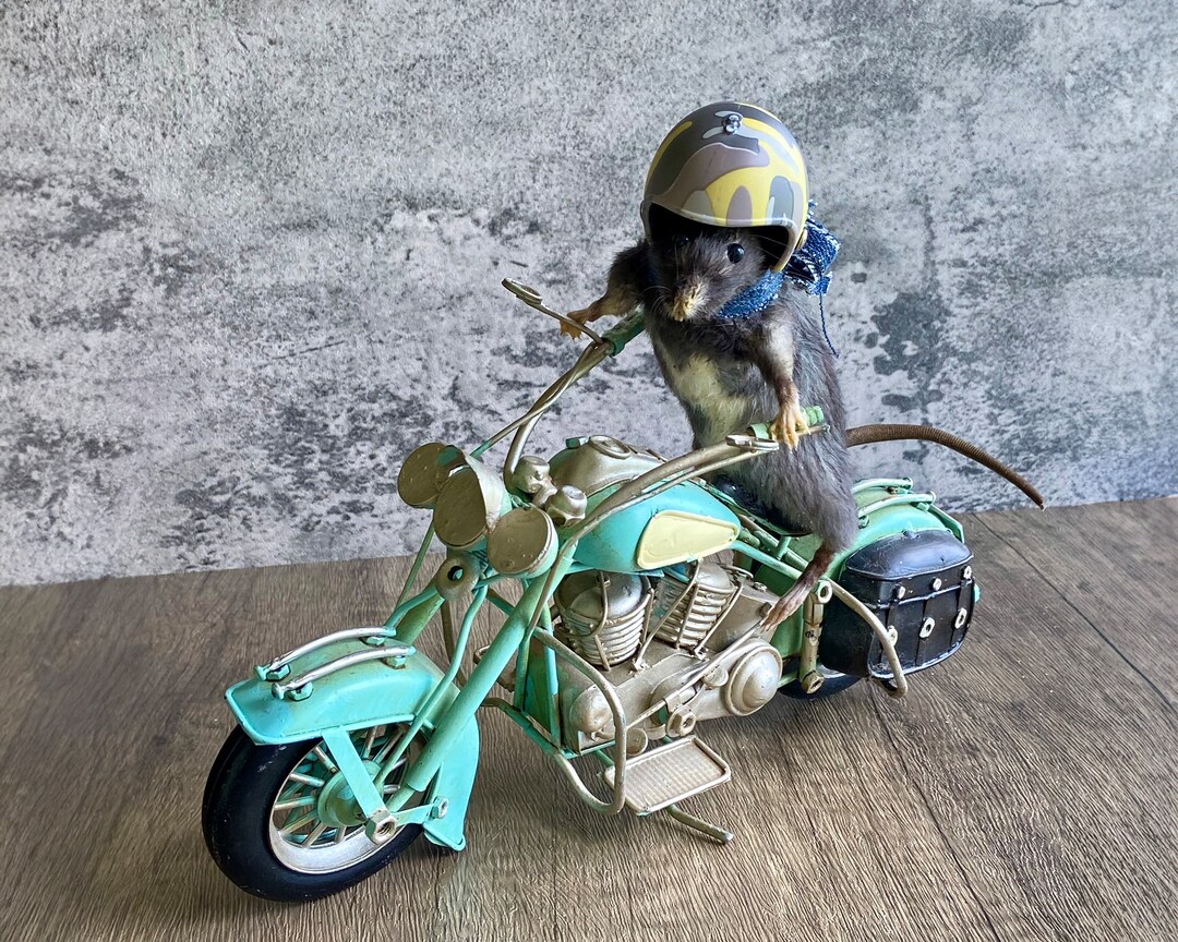Large Unique Taxidermy Mouse / Rat / Rodent on Vintage Motorbike With ...
