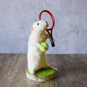 Taxidermy Rodent Tennis Racquet, Curiosity, Novelty, Unique, Handmade ...