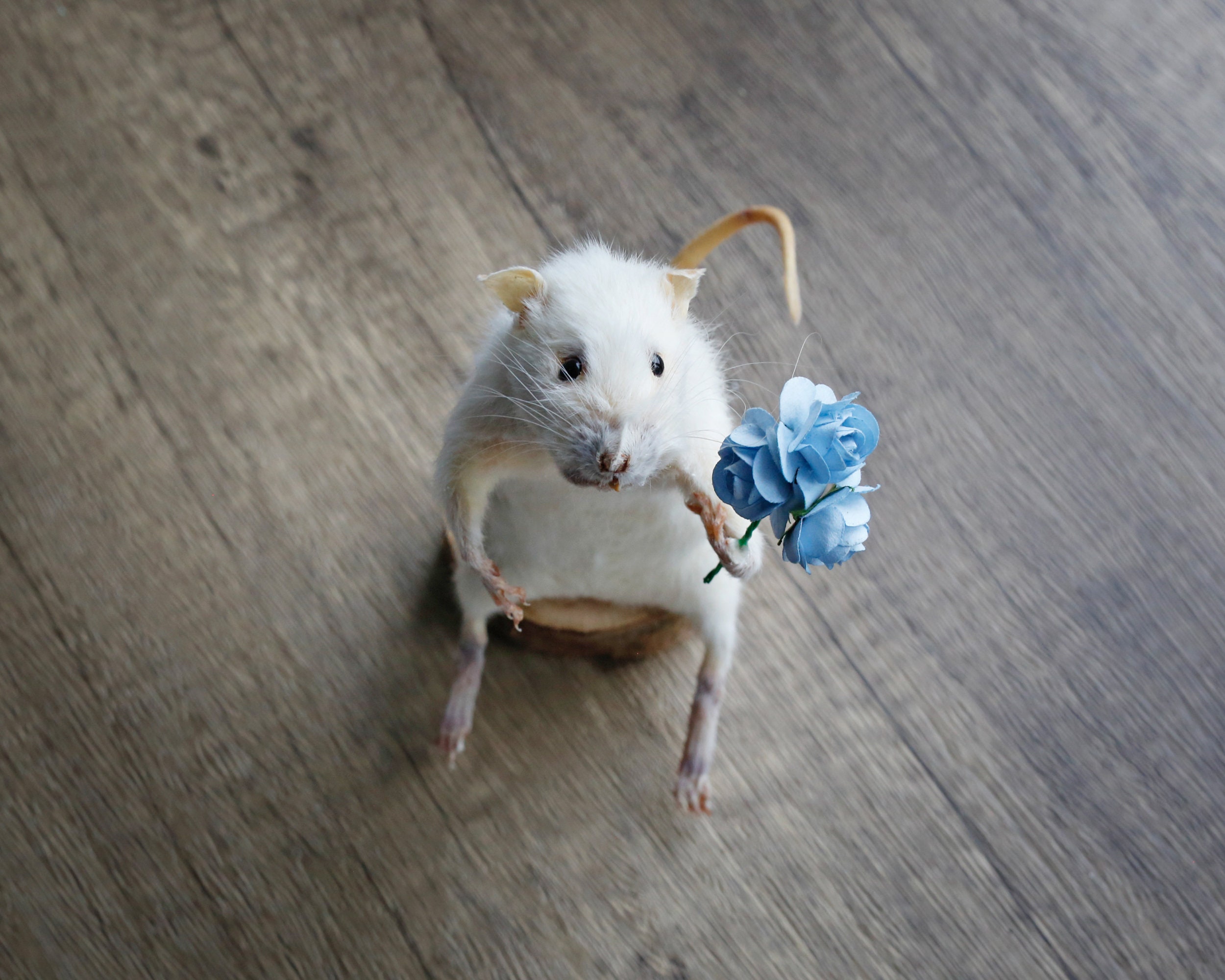 Taxidermy Mouse / Rat / Rodent - with paper flower bouquet — Taxidermy Tom