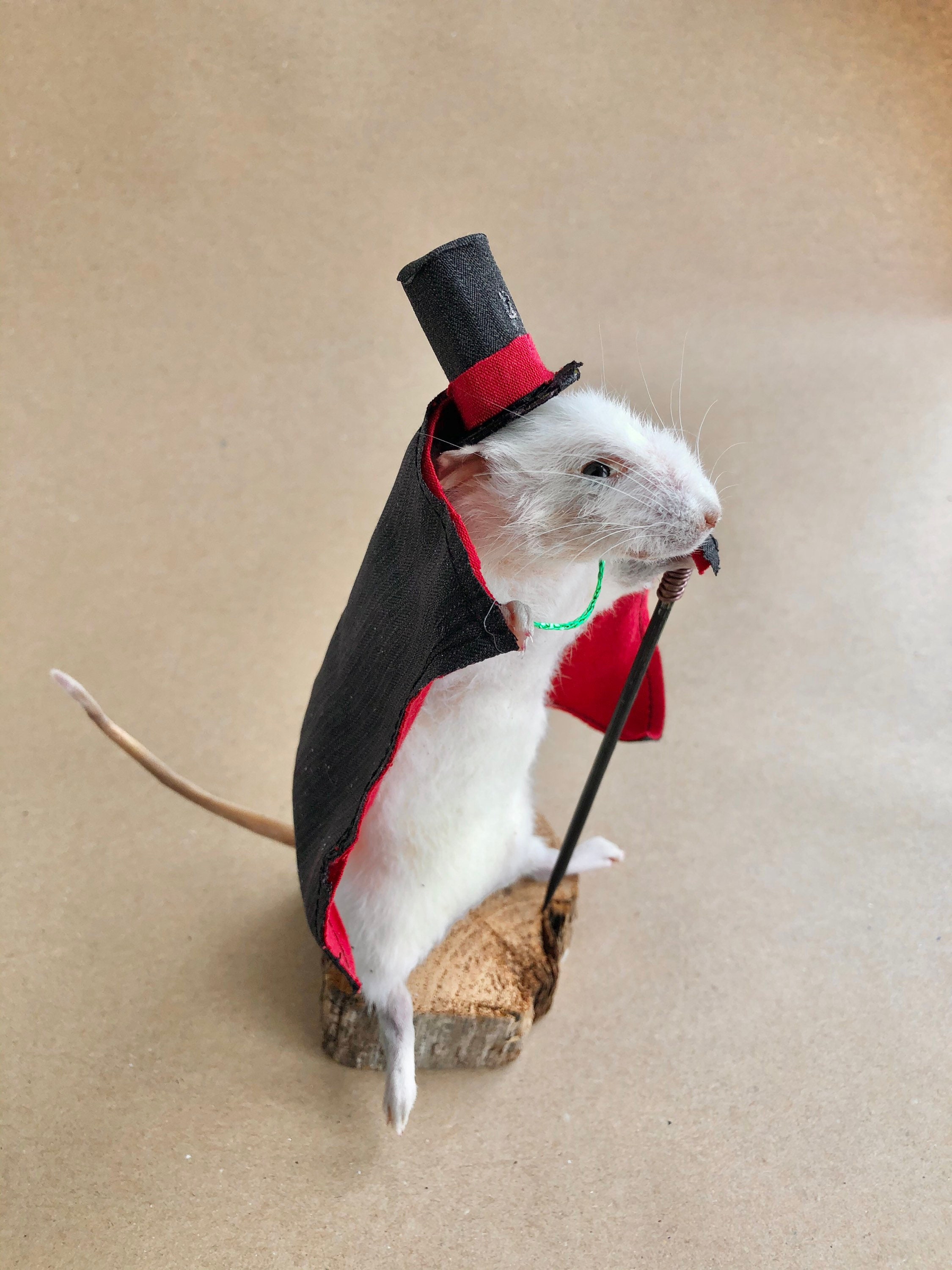 Taxidermy Mouse with top hat & cloak! — Taxidermy Tom