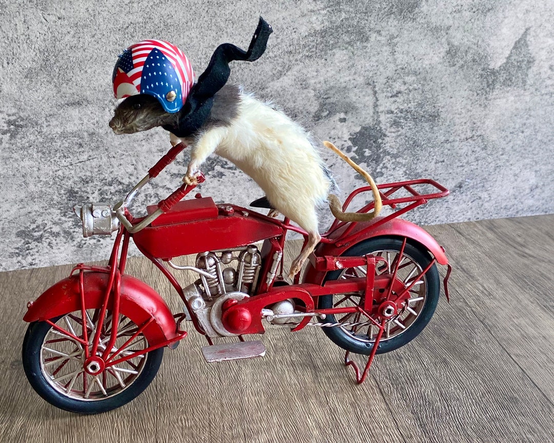 Taxidermy Rodent, Riding Vintage Motorbike - Etsy