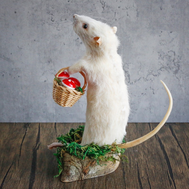 Weird Taxidermy - Etsy