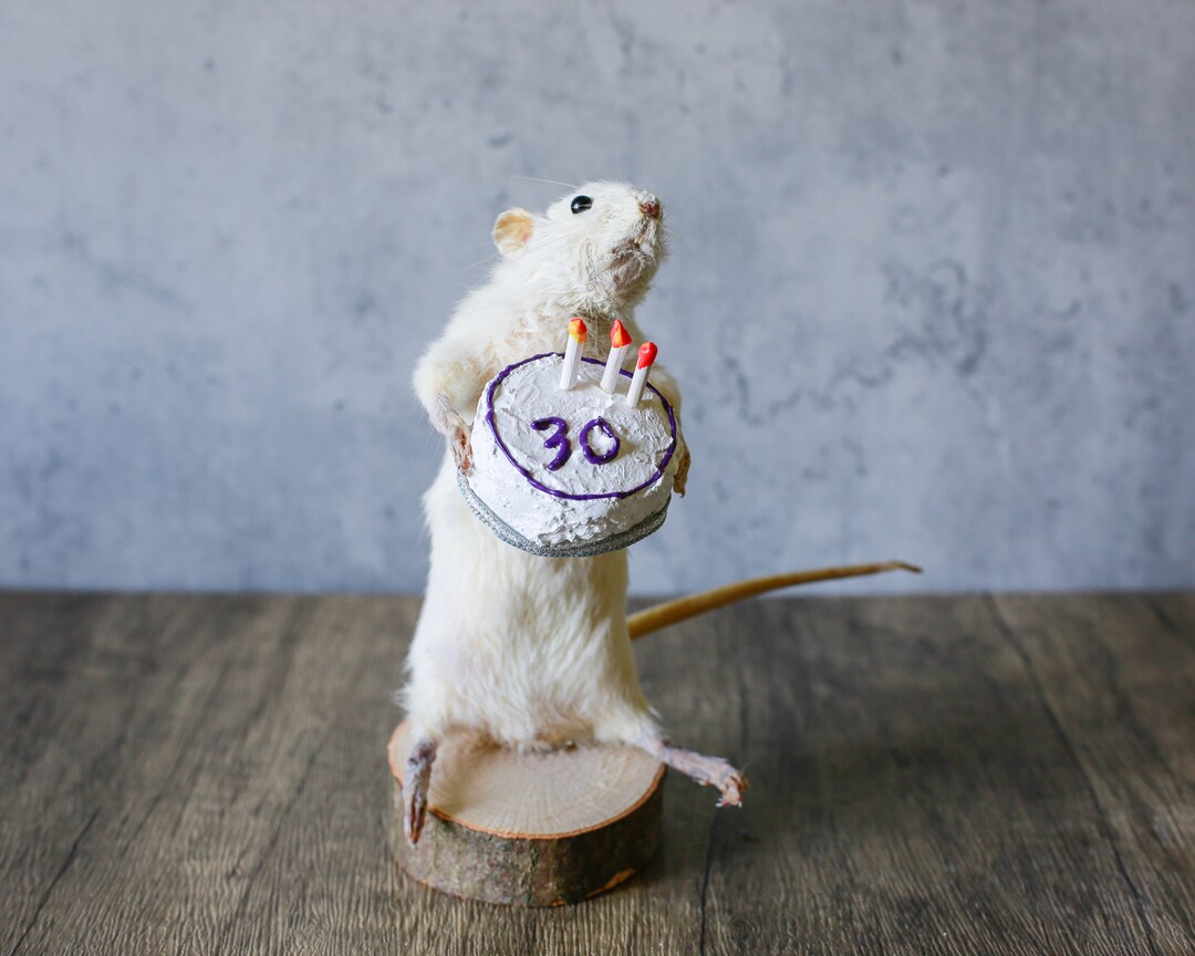 Taxidermy Celebration Mouse, Rat, Rodent, Holding a Personalised Cake ...