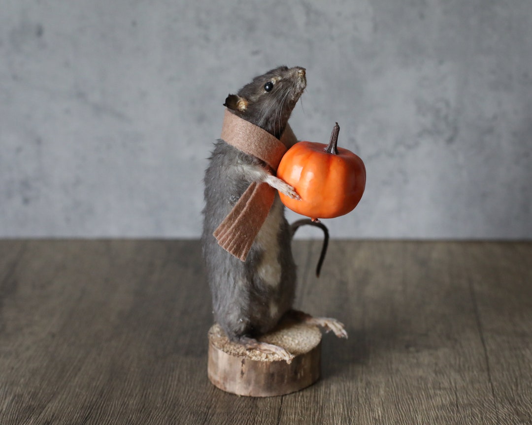 Taxidermy Mouse,rat,rodent, Pumpkin, Curio, Gift, Taxidermy,halloween ...