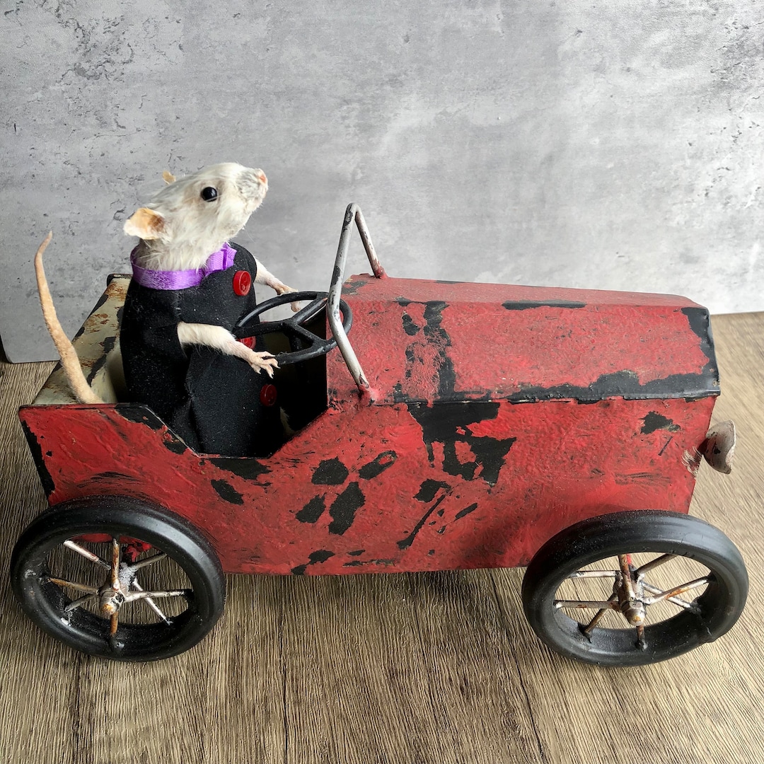 Taxidermy Rodent, Gentleman Driving Rustic Vintage Red Car, Curiosity ...