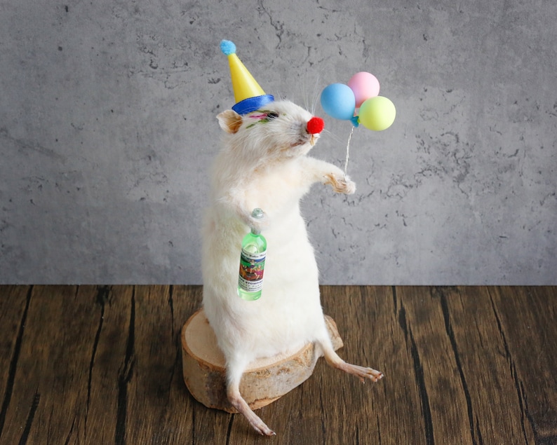 Taxidermy Mouse / Rat / Rodent the Clown Made to Order | Etsy