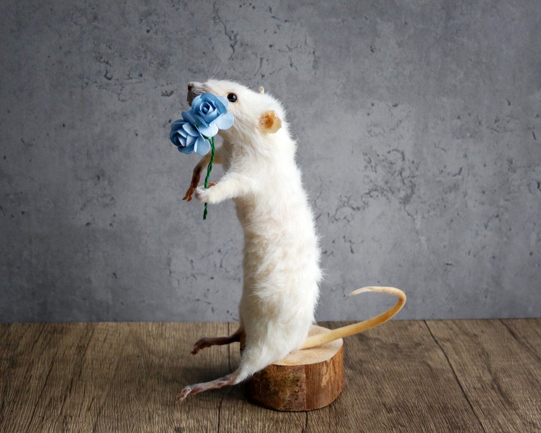 Taxidermy Mouse With Flowers, Curiosity, Novelty, Unique, Handmade ...