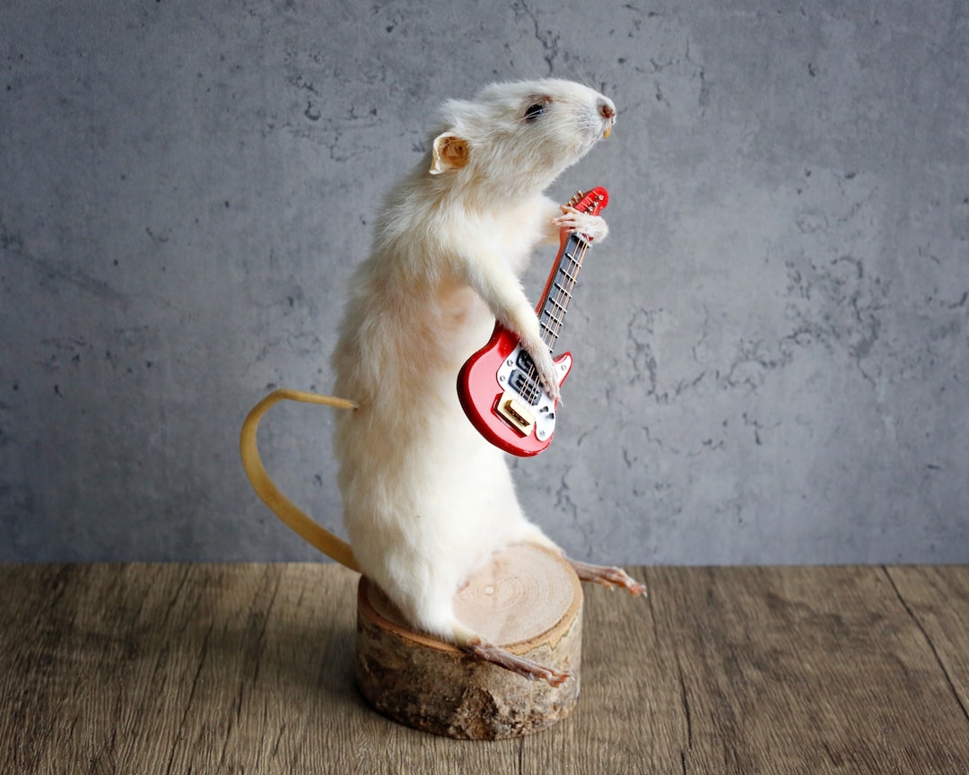 Taxidermy Mouse Curiosity, Novelty, Unique, Handmade, Macabre, Oddity ...
