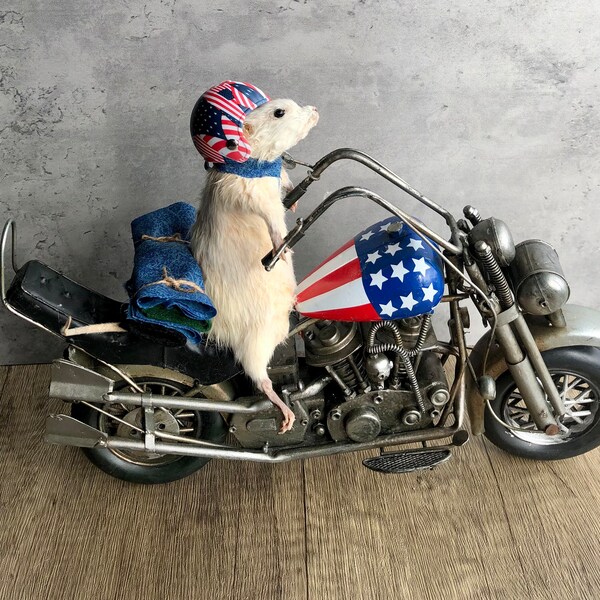 Bike Taxidermy - Etsy