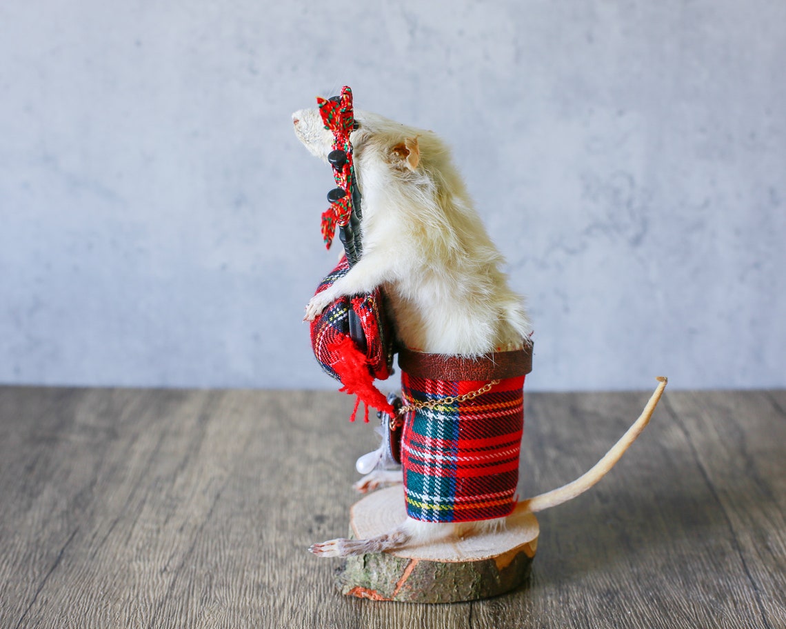 Taxidermy Mouse With Bagpipes, Rat, Rodent, Scottish, Scotland,musical ...