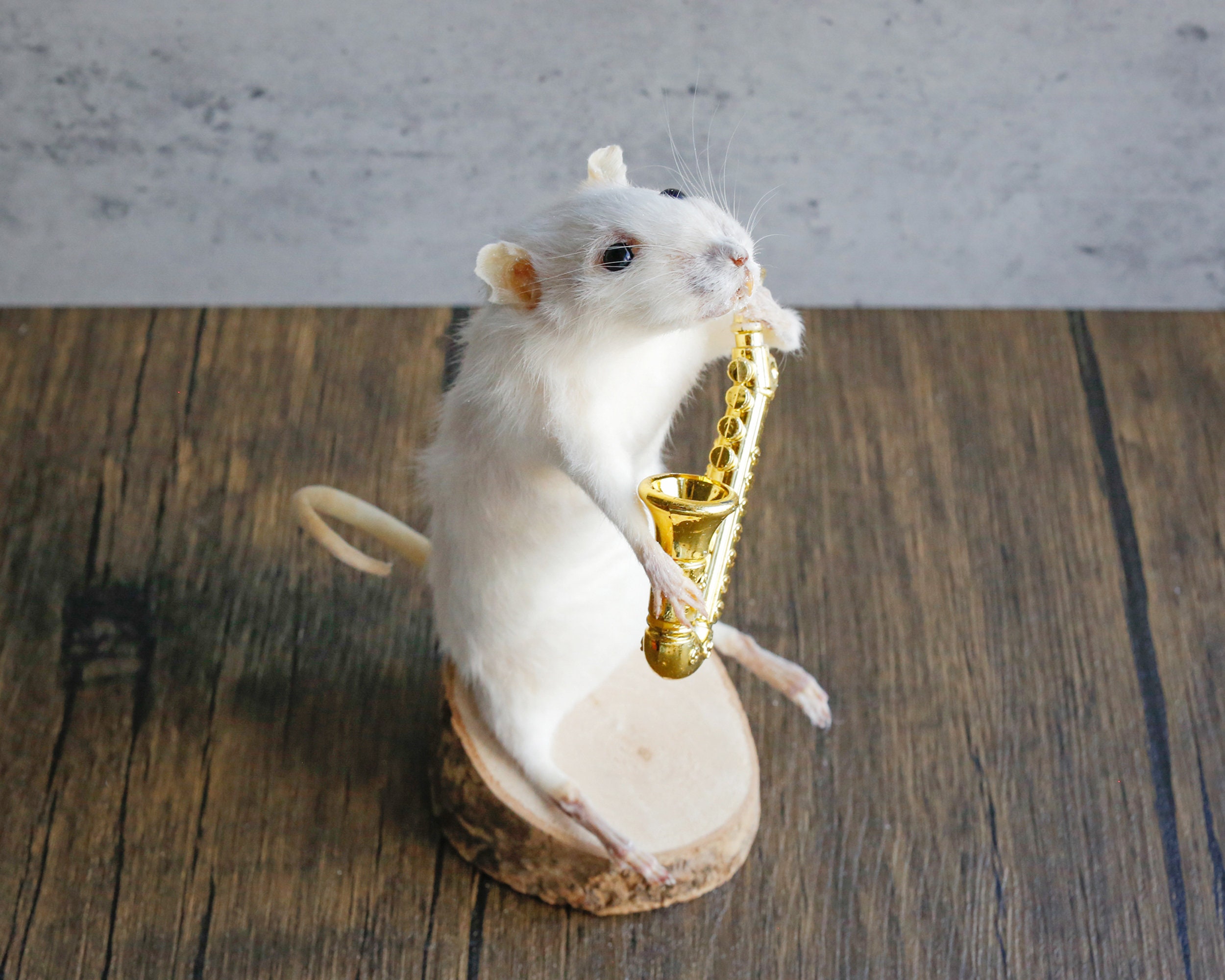 Taxidermy Mouse / Rat / Rodent - with a saxophone! — Taxidermy Tom