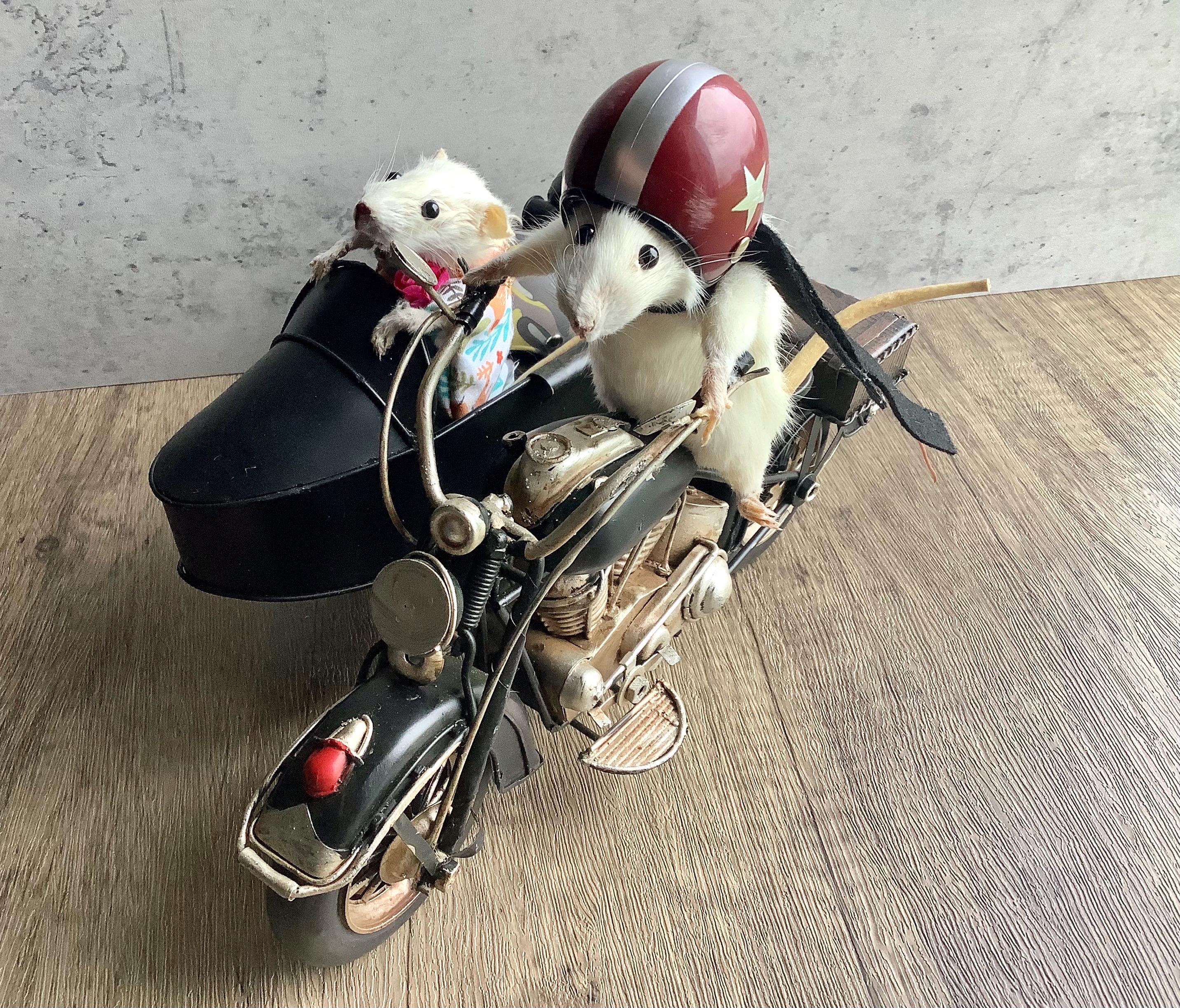 Taxidermy Rodents X2 Riding Vintage Motorcycle and Sidecar . Unique ...