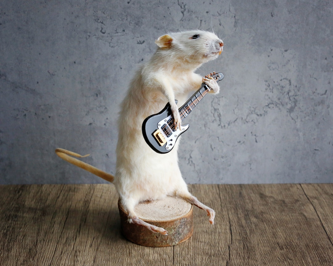 Taxidermy Mouse Black Base Guitar, Curiosity, Novelty, Unique, Handmade ...