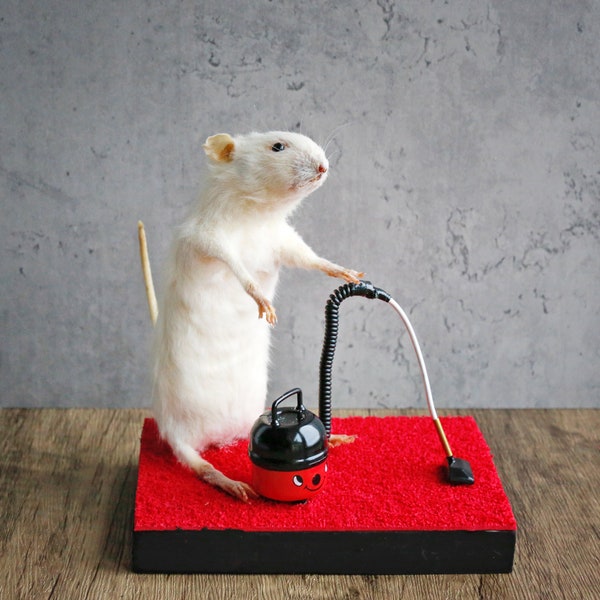 Weird Taxidermy - Etsy
