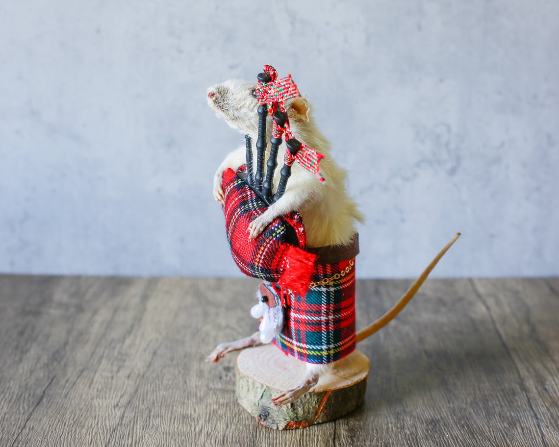 Taxidermy Mouse With Bagpipes, Rat, Rodent, Scottish, Scotland,musical ...