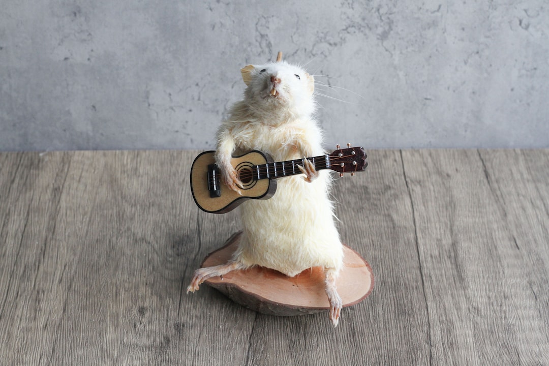 Taxidermy Mouse With Accoustic Guitar Curiosity, Novelty, Unique ...