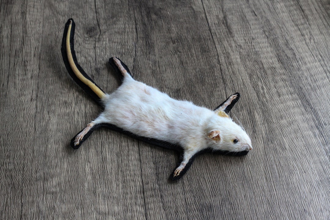 Taxidermy Mouse, Mousemat, Rugrat, Unique, Gift, Oddity, Handmade ...