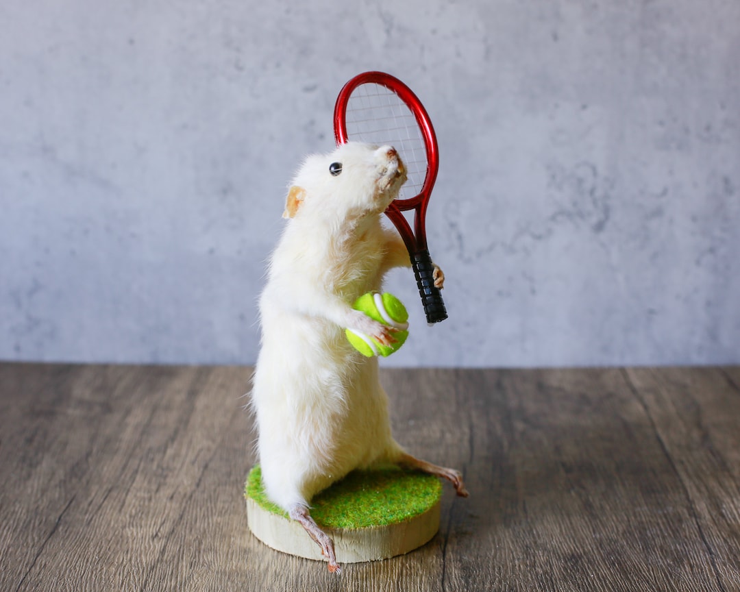 Taxidermy Rodent Tennis Racquet, Curiosity, Novelty, Unique, Handmade ...