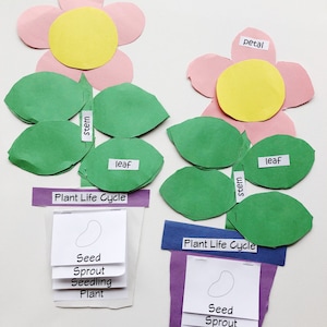 Parts of Flower Craft Template - Instant Download - Printable - Etsy Canada