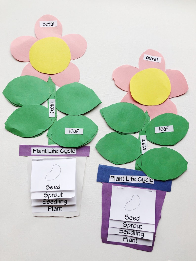 Parts of Flower Craft Template - Instant Download - Printable - Etsy Canada