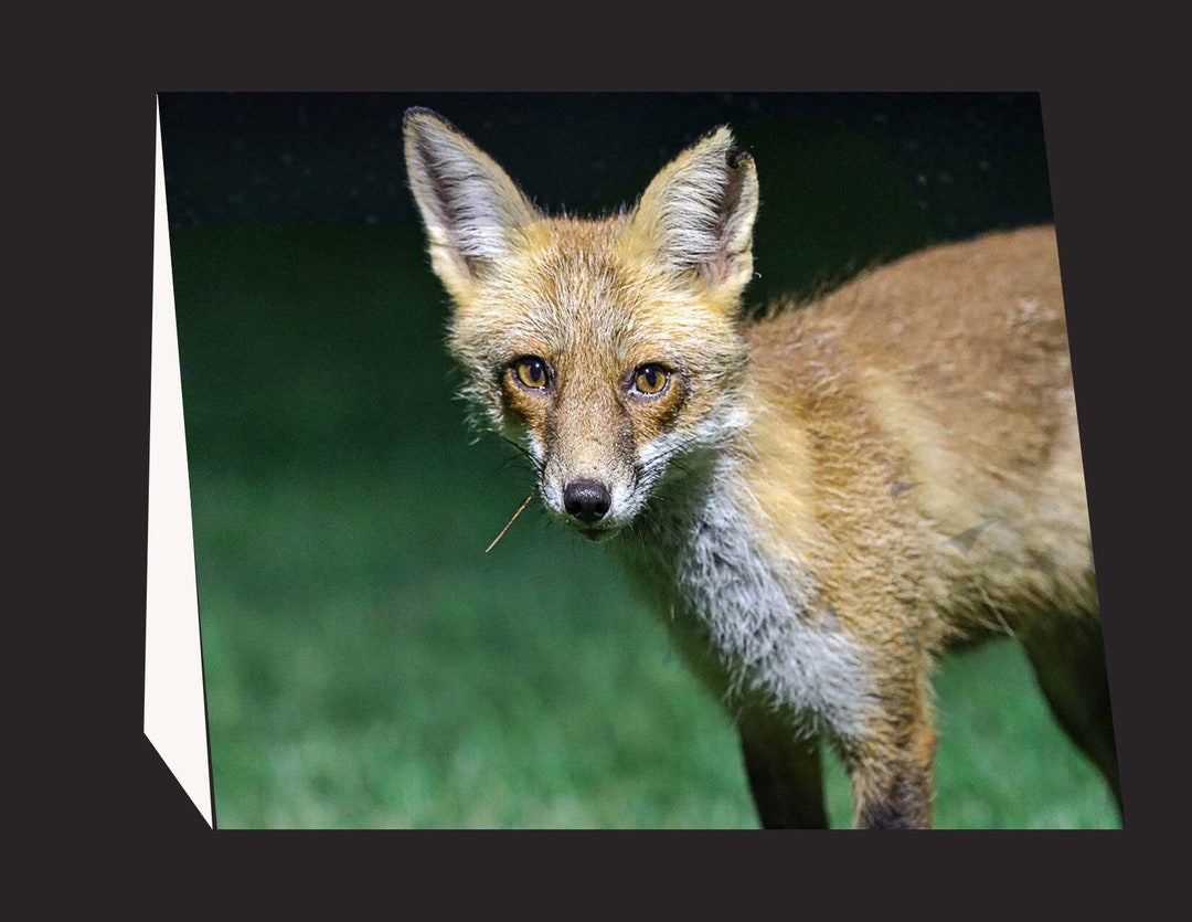 Visiting Fox Note Card Series - Etsy