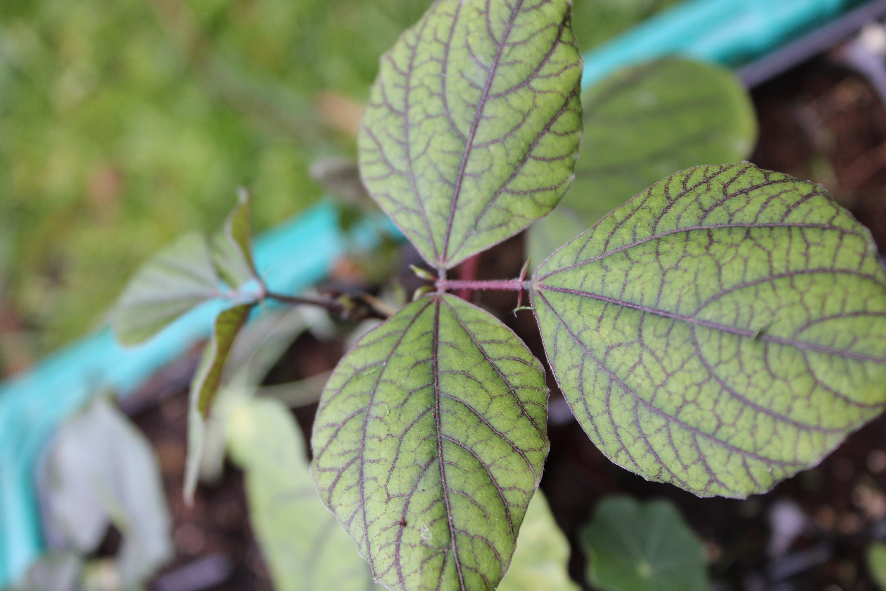 Purple Hyacinth Bean Vine (lablab Purpureus) Seeds, Ornamental Vine ...