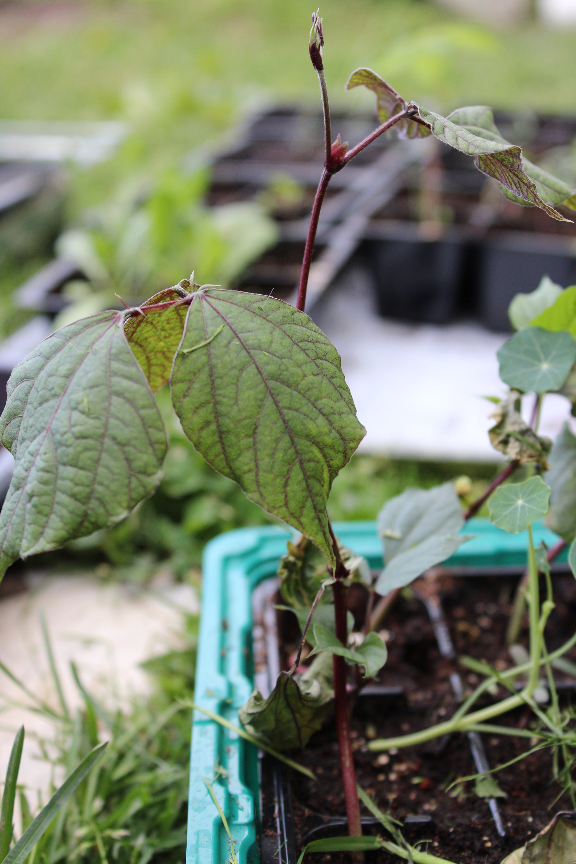 Purple Hyacinth Bean Vine (lablab Purpureus) Seeds, Ornamental Vine ...