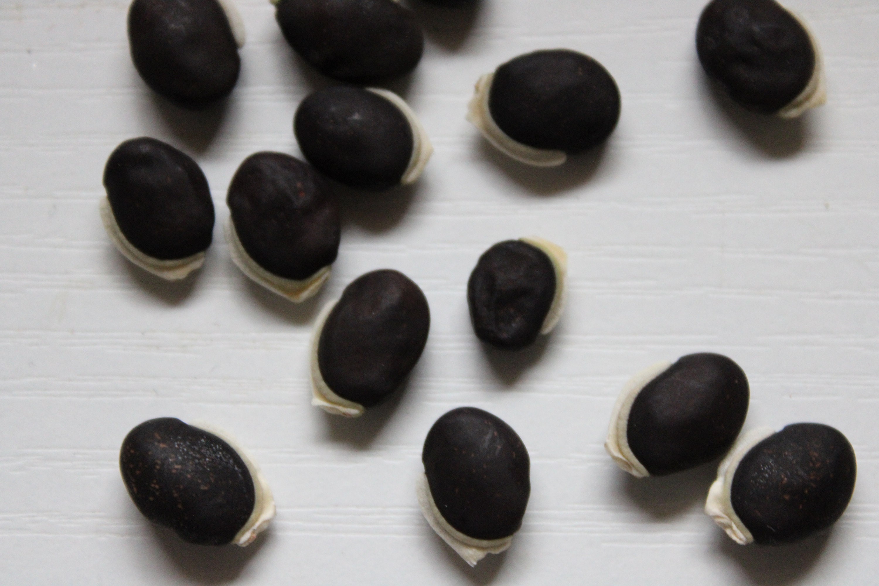 Purple Hyacinth Bean Vine (lablab Purpureus) Seeds, Ornamental Vine ...