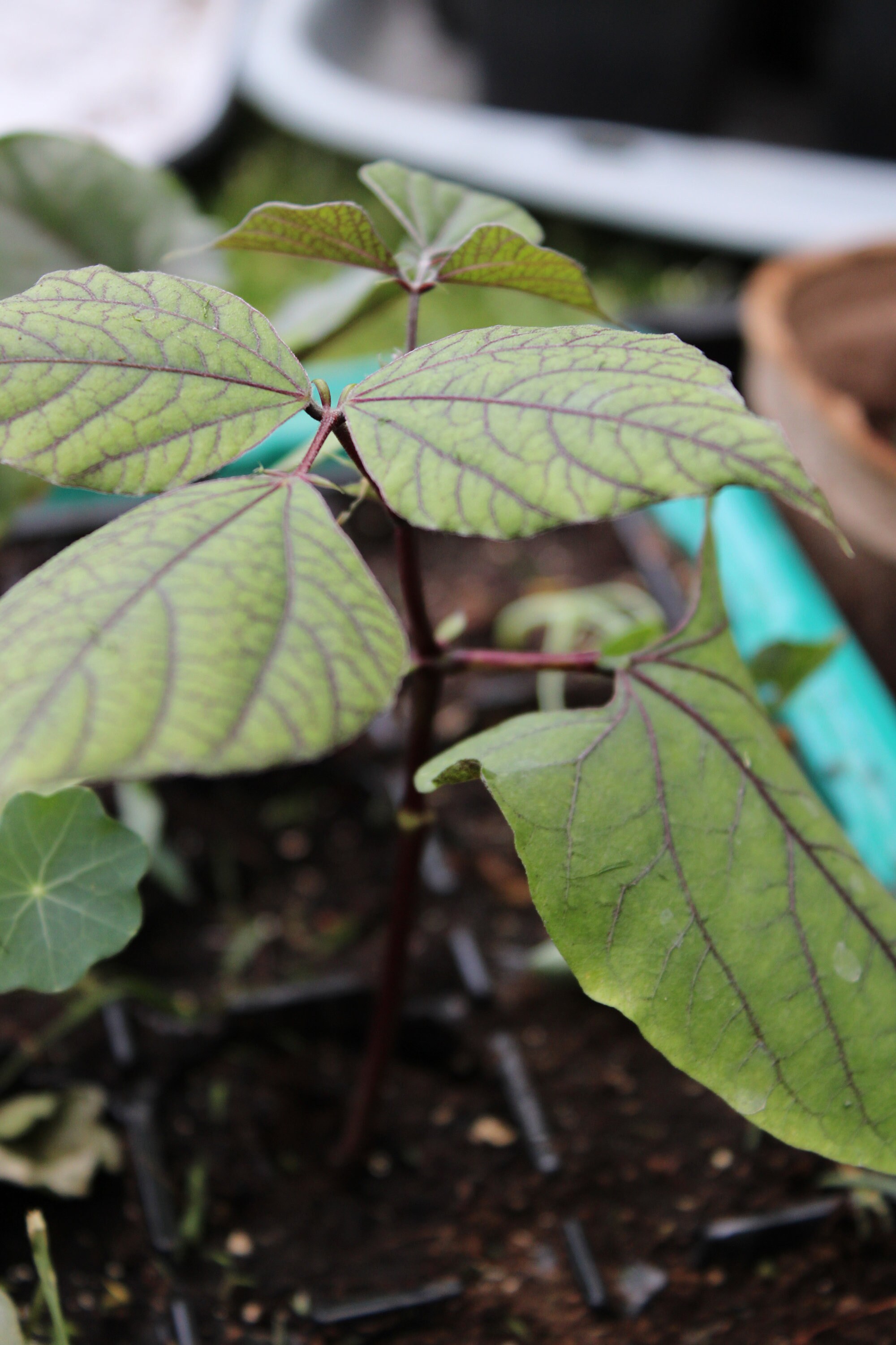 Purple Hyacinth Bean Vine (lablab Purpureus) Seeds, Ornamental Vine ...