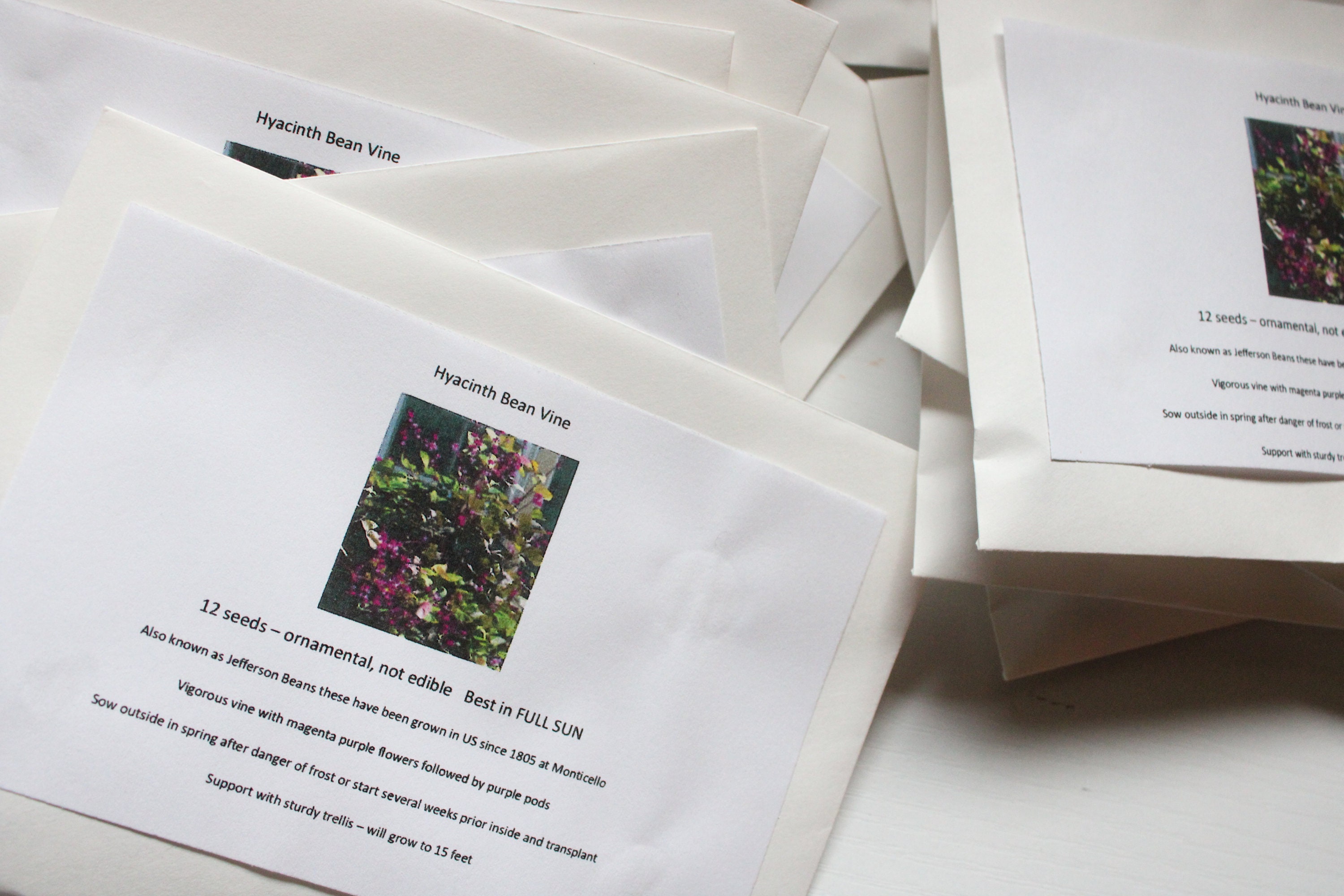 Purple Hyacinth Bean Vine (lablab Purpureus) Seeds, Ornamental Vine ...