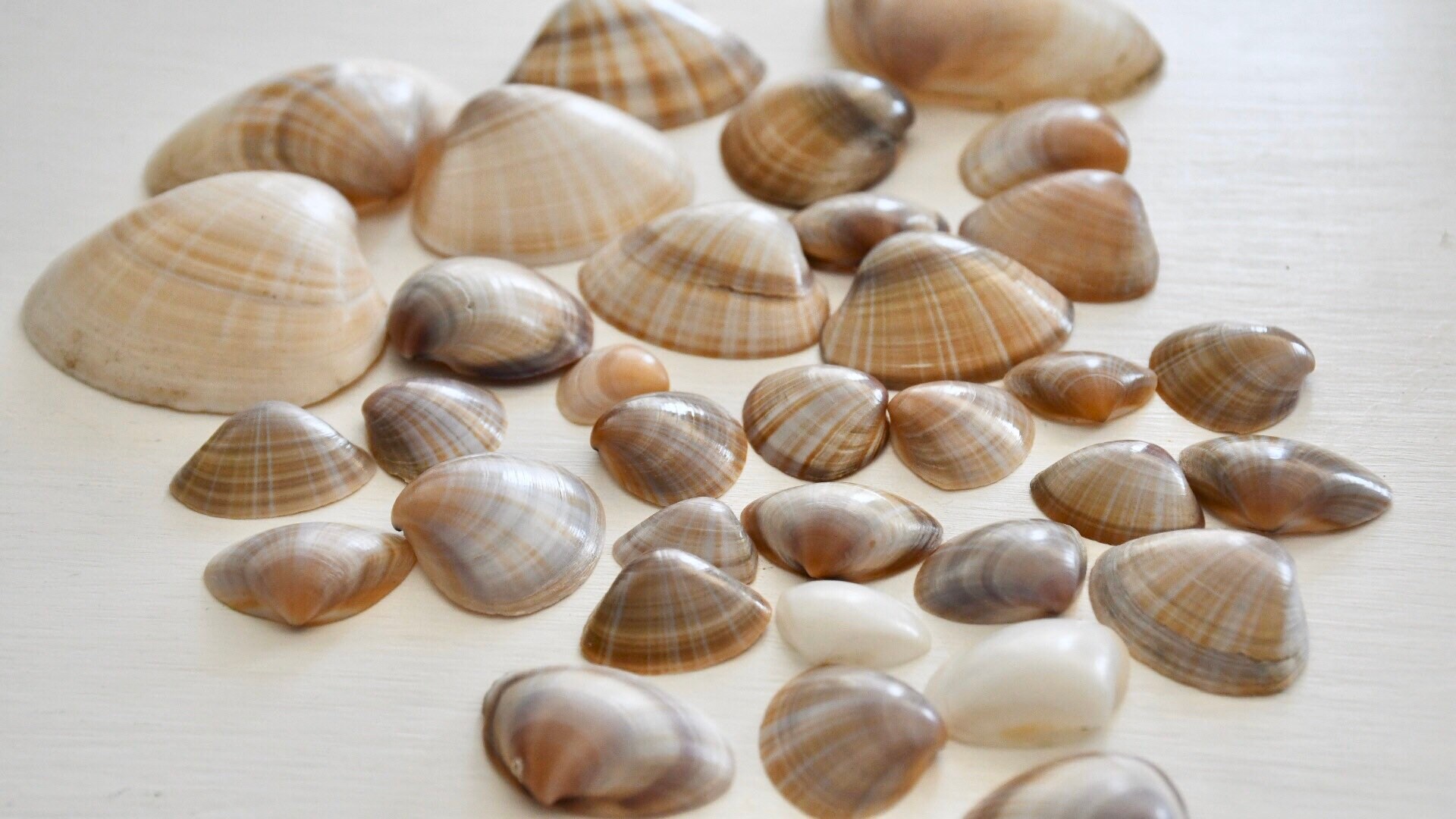 NATURAL Clam Shells, 40 Cay Cay Shells, Purple Clam Shells, Shells for ...