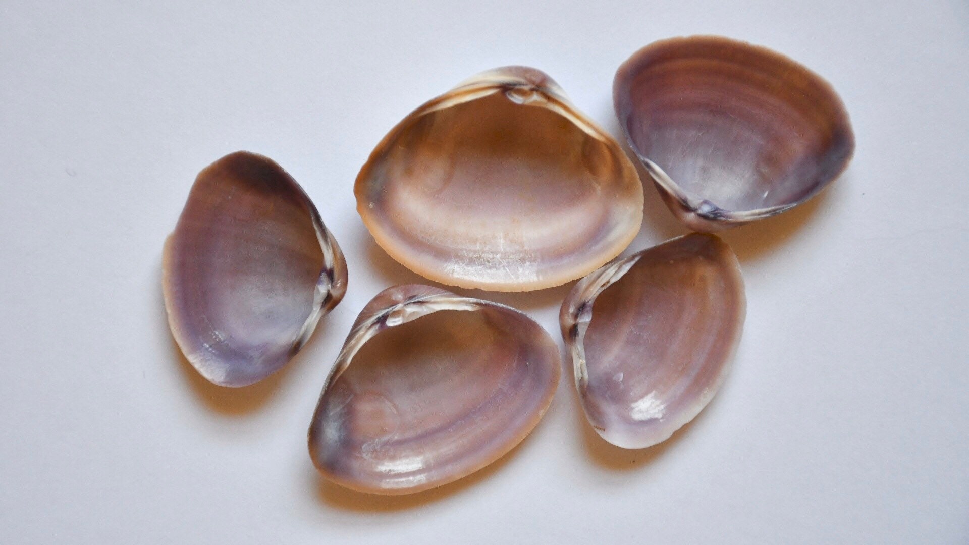 NATURAL Clam Shells, 40 Cay Cay Shells, Purple Clam Shells, Shells for ...