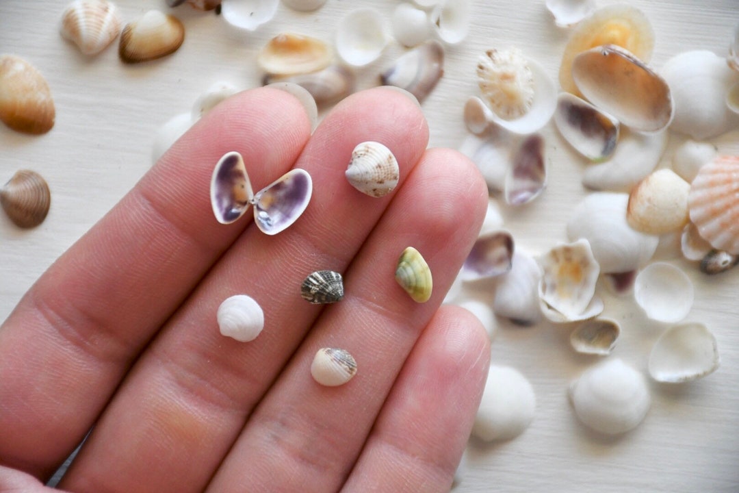 20 Tiny Shells, Natural Seashells, Mini Shells, Shells for Jewelry - Etsy